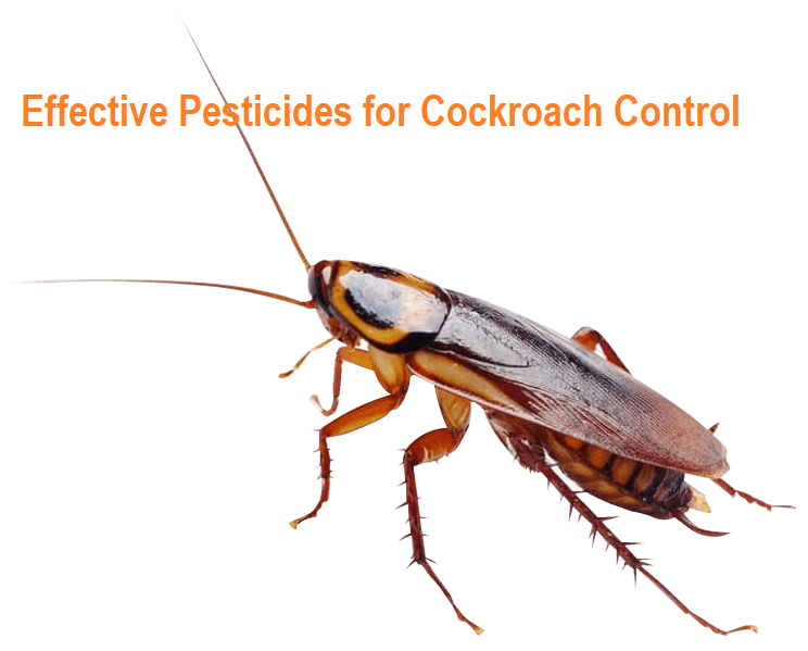 Goliath Gel Cockroach Control Pesticide in Kenya