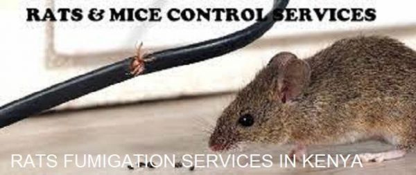 #1 best chemical for rats in Kenya - Rodent Control Chemicals