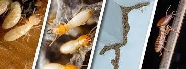 Buy TERMIDOR 96SC 1L Termite Control Chemical in Kenya