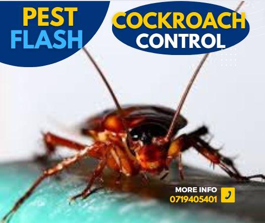 The Best Pesticide for Cockroach Control in Kenya 2026