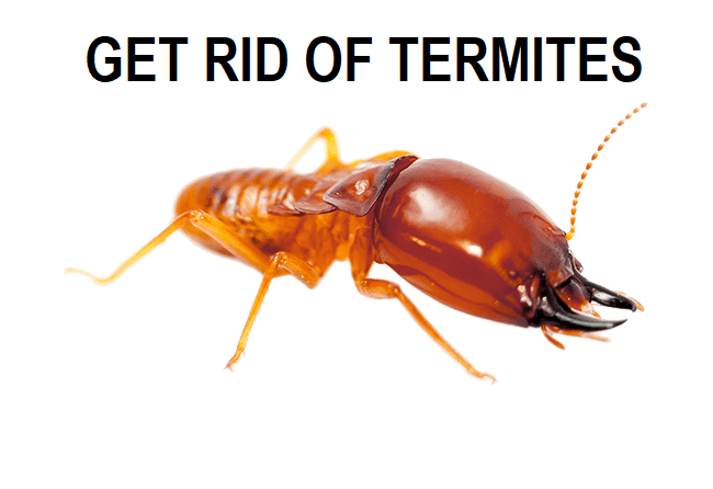 Buy TERMIDOR 96SC 1L Termite Control Chemical in Kenya