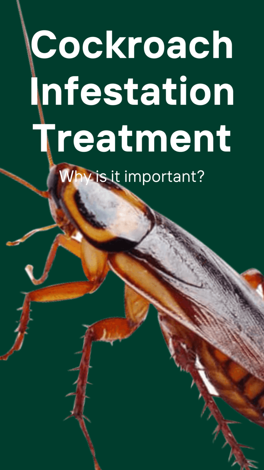 5 Best Effective Cockroach Infestation Treatment Tips - 2024