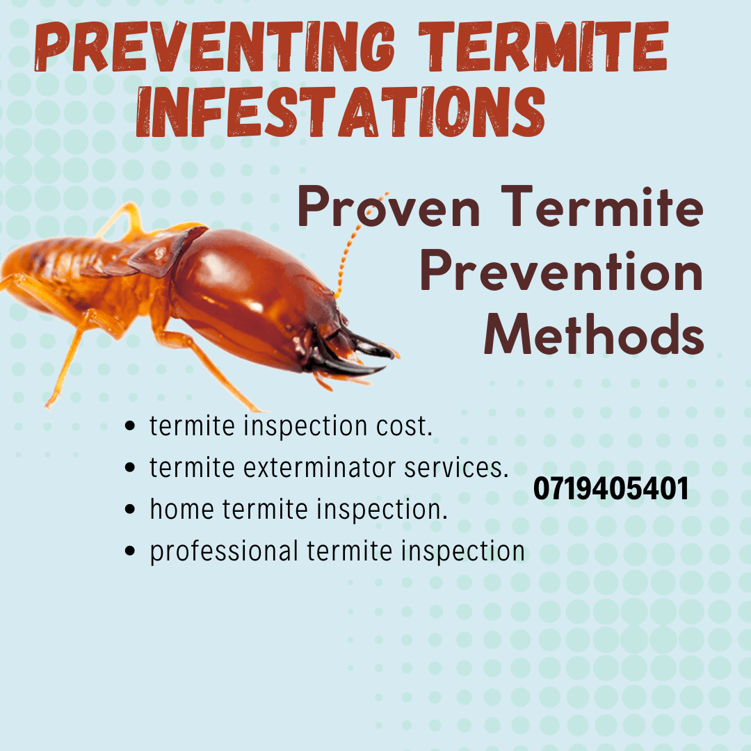 Tips & Tricks of Preventing Termite Infestations - 2024