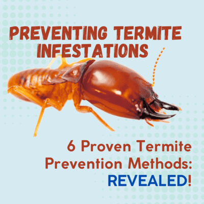Tips & Tricks of Preventing Termite Infestations - 2024